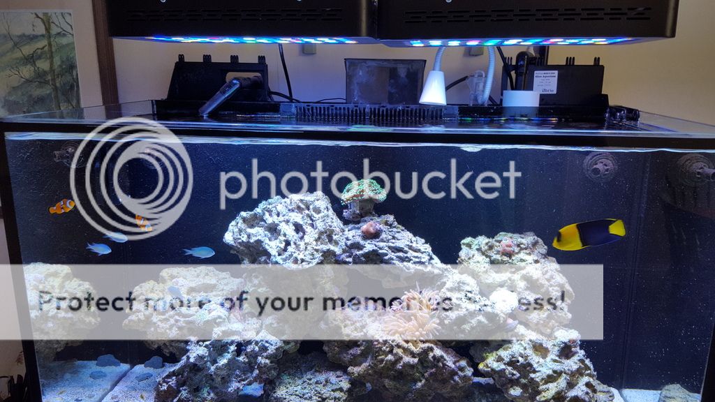 Red Sea max 130/130D rimless mod | Page 3 | Reef Sanctuary
