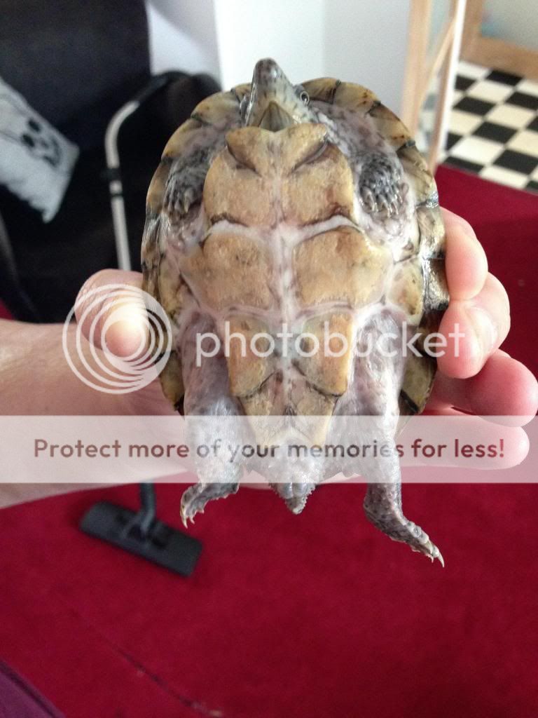 Urgent help / advice possible sick razorback turtle..swollen bum ...