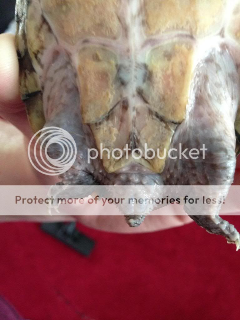 Urgent help / advice possible sick razorback turtle..swollen bum ...